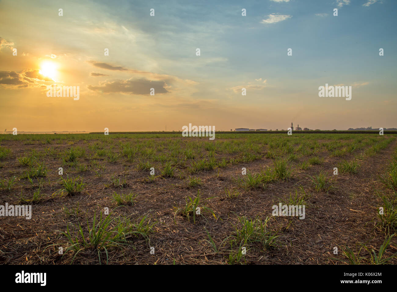 sugar cane sunset Stock Photo - Alamy