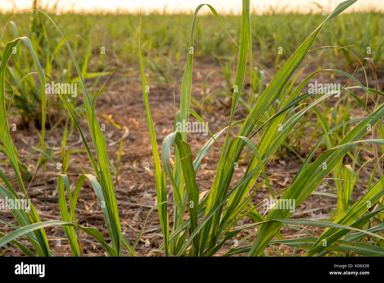 sugar cane sunset Stock Photo - Alamy