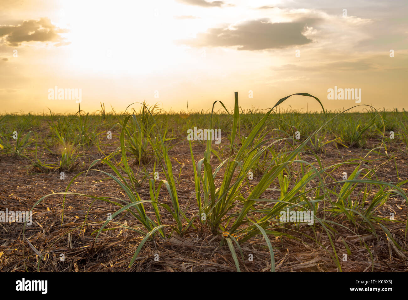 sugar cane sunset Stock Photo - Alamy