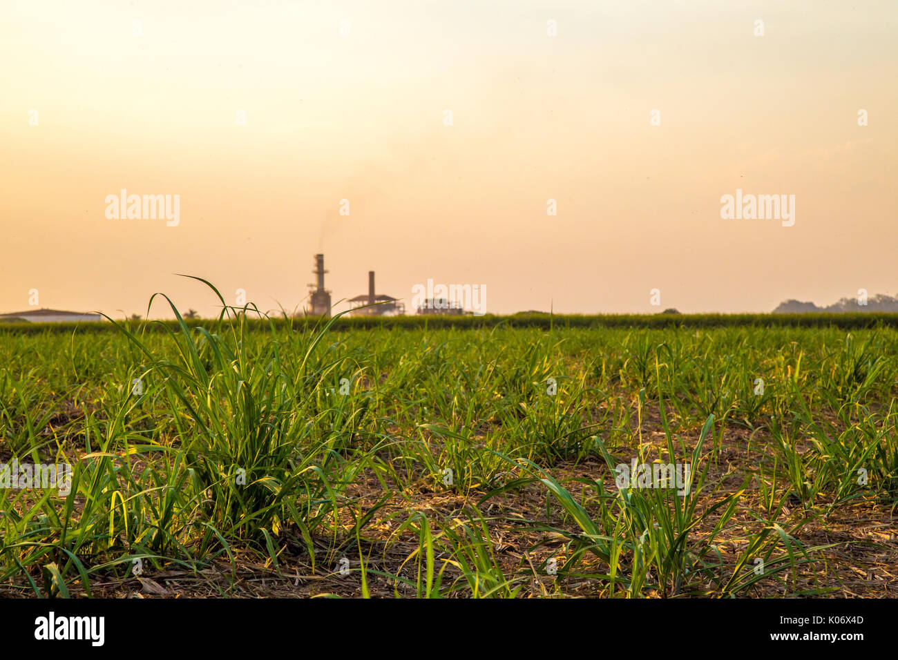 sugar cane sunset Stock Photo - Alamy