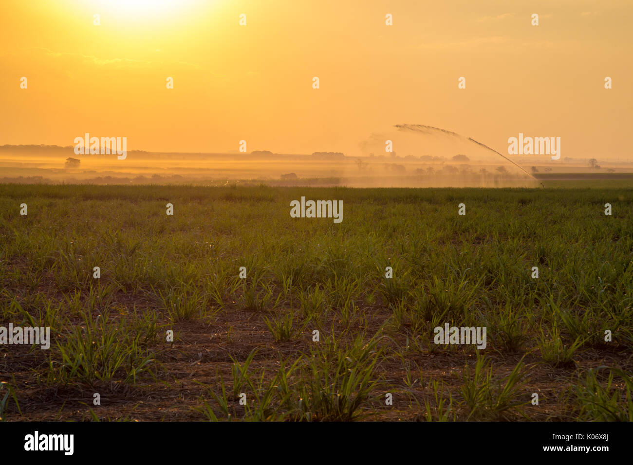 sugar cane sunset Stock Photo - Alamy