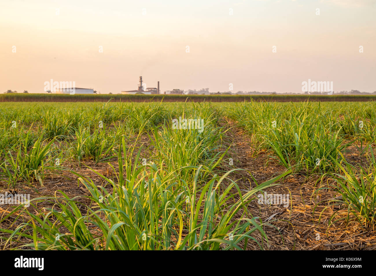 sugar cane sunset Stock Photo - Alamy