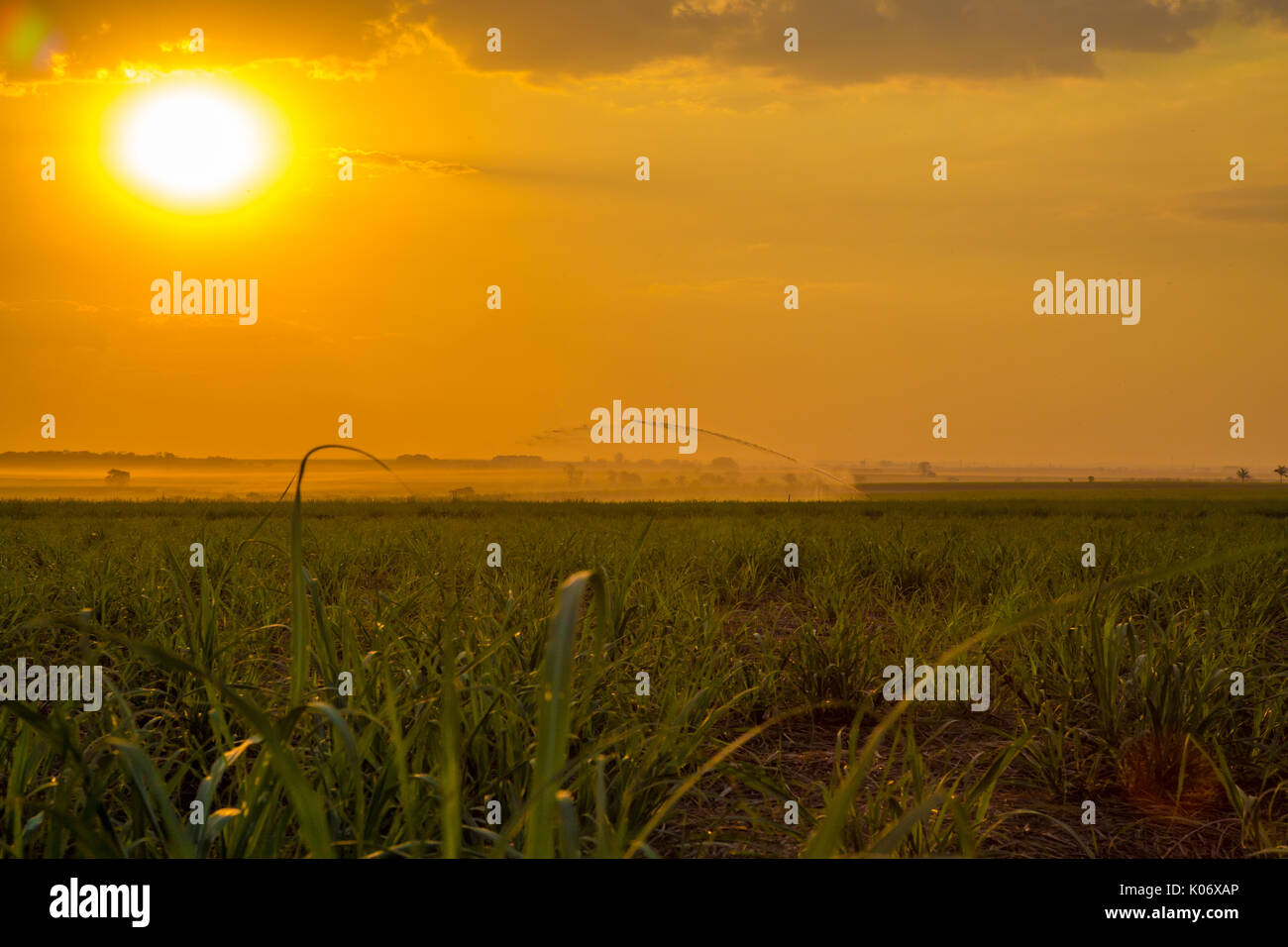 sugar cane sunset Stock Photo - Alamy