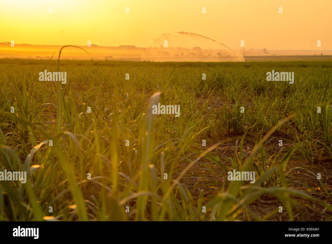 sugar cane sunset Stock Photo - Alamy