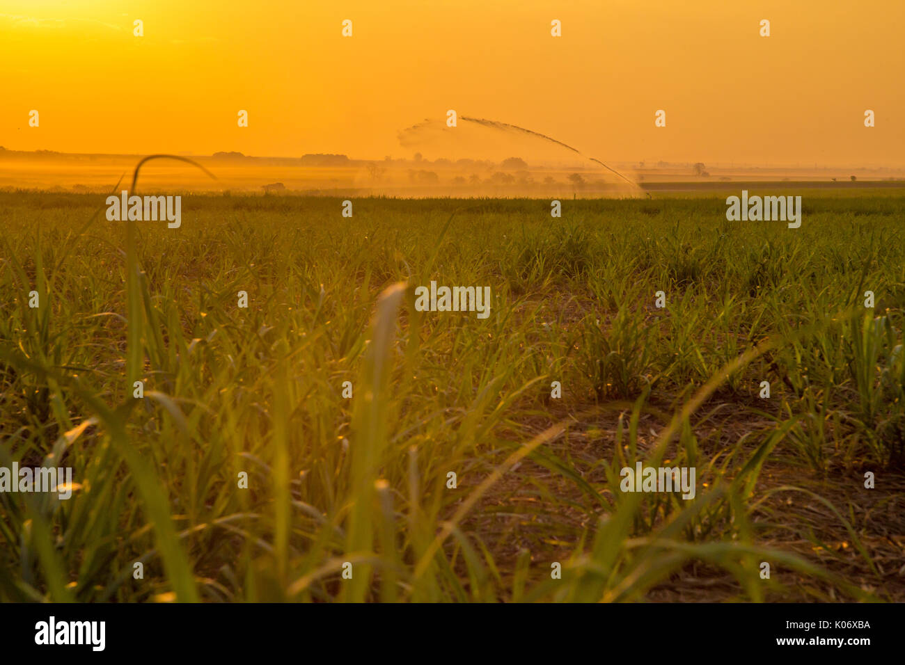 sugar cane sunset Stock Photo - Alamy