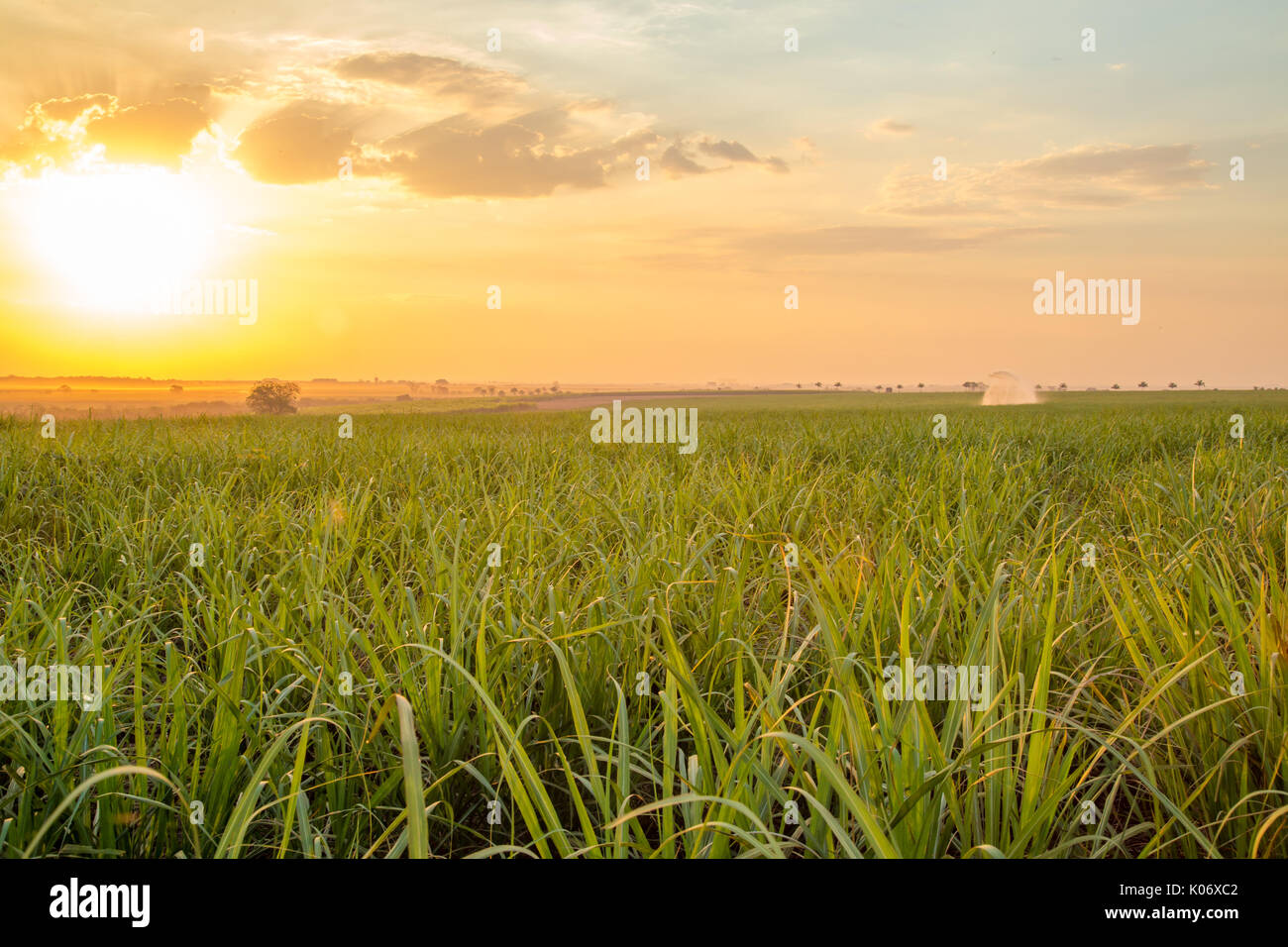 sugar cane sunset Stock Photo - Alamy