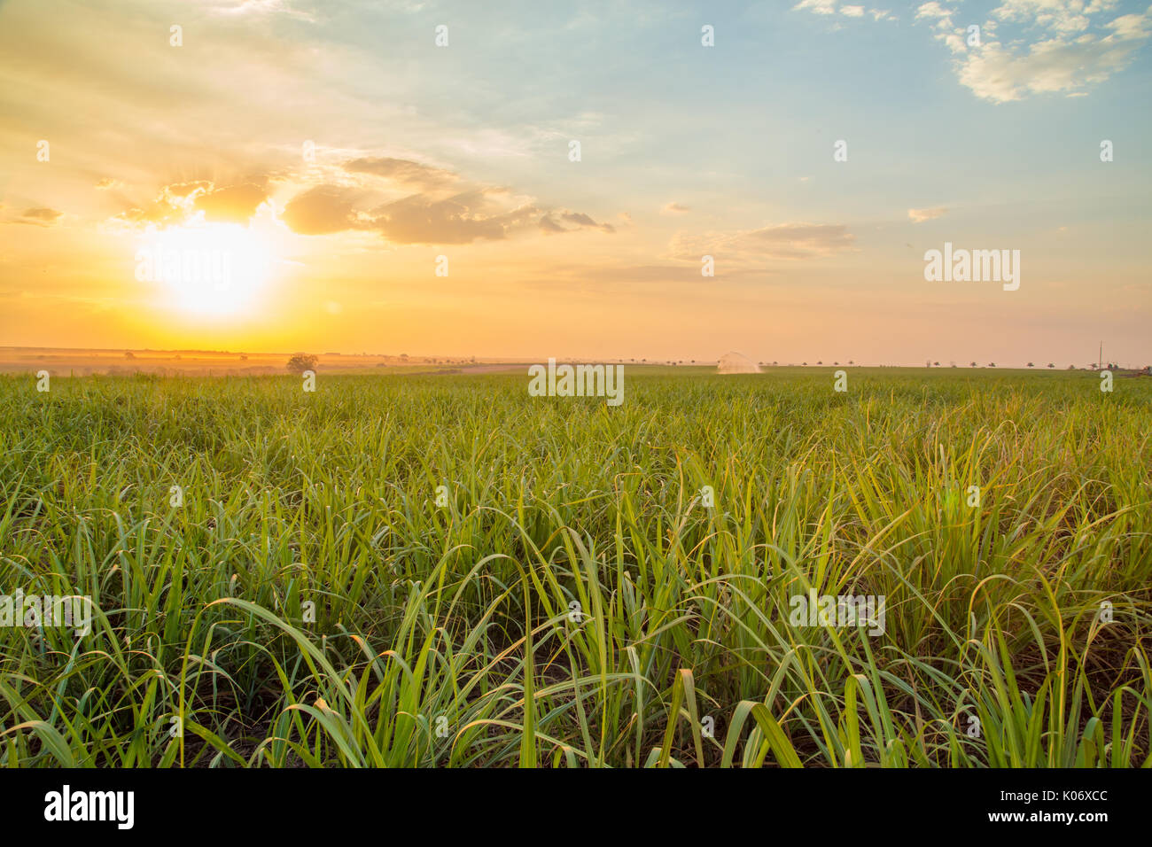 sugar cane sunset Stock Photo - Alamy
