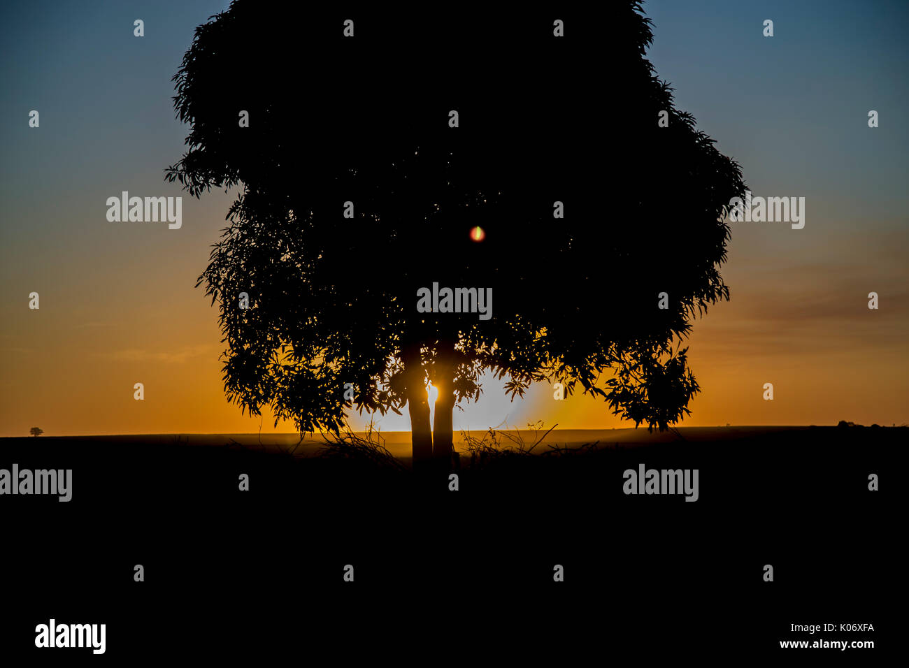 tree sunset black Stock Photo - Alamy