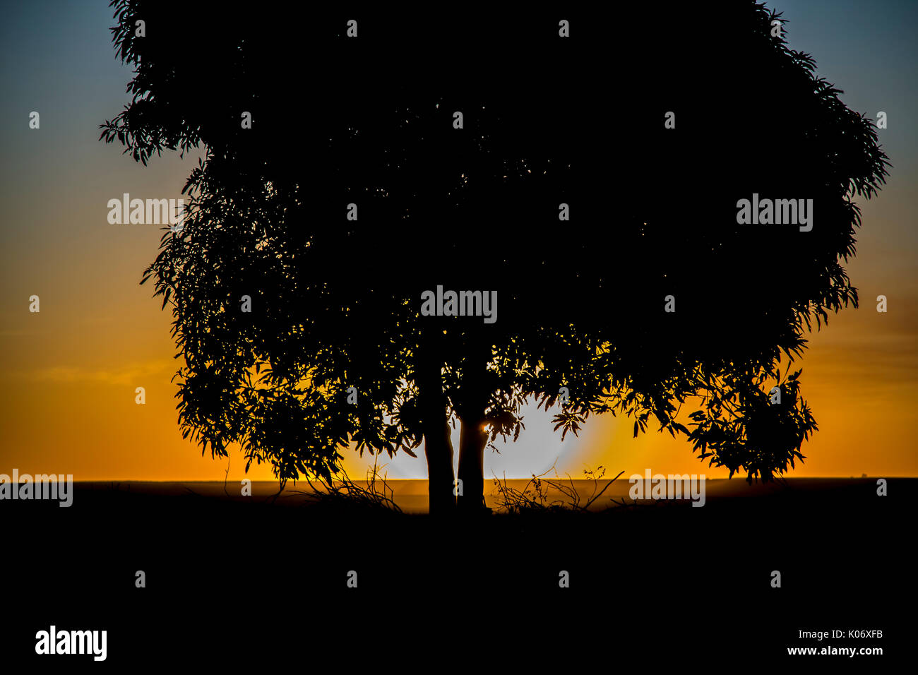 tree sunset black Stock Photo - Alamy