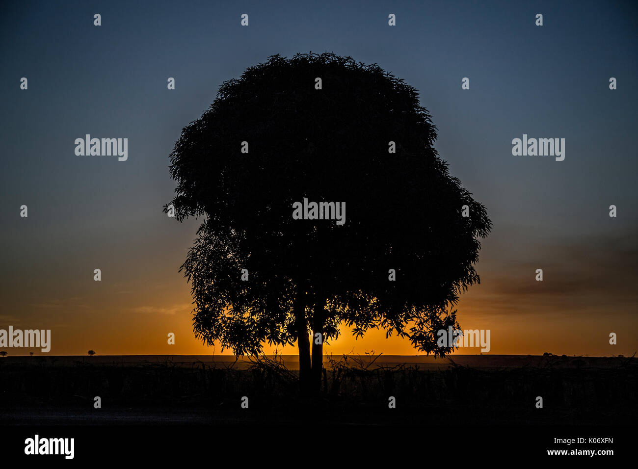 tree sunset black Stock Photo - Alamy