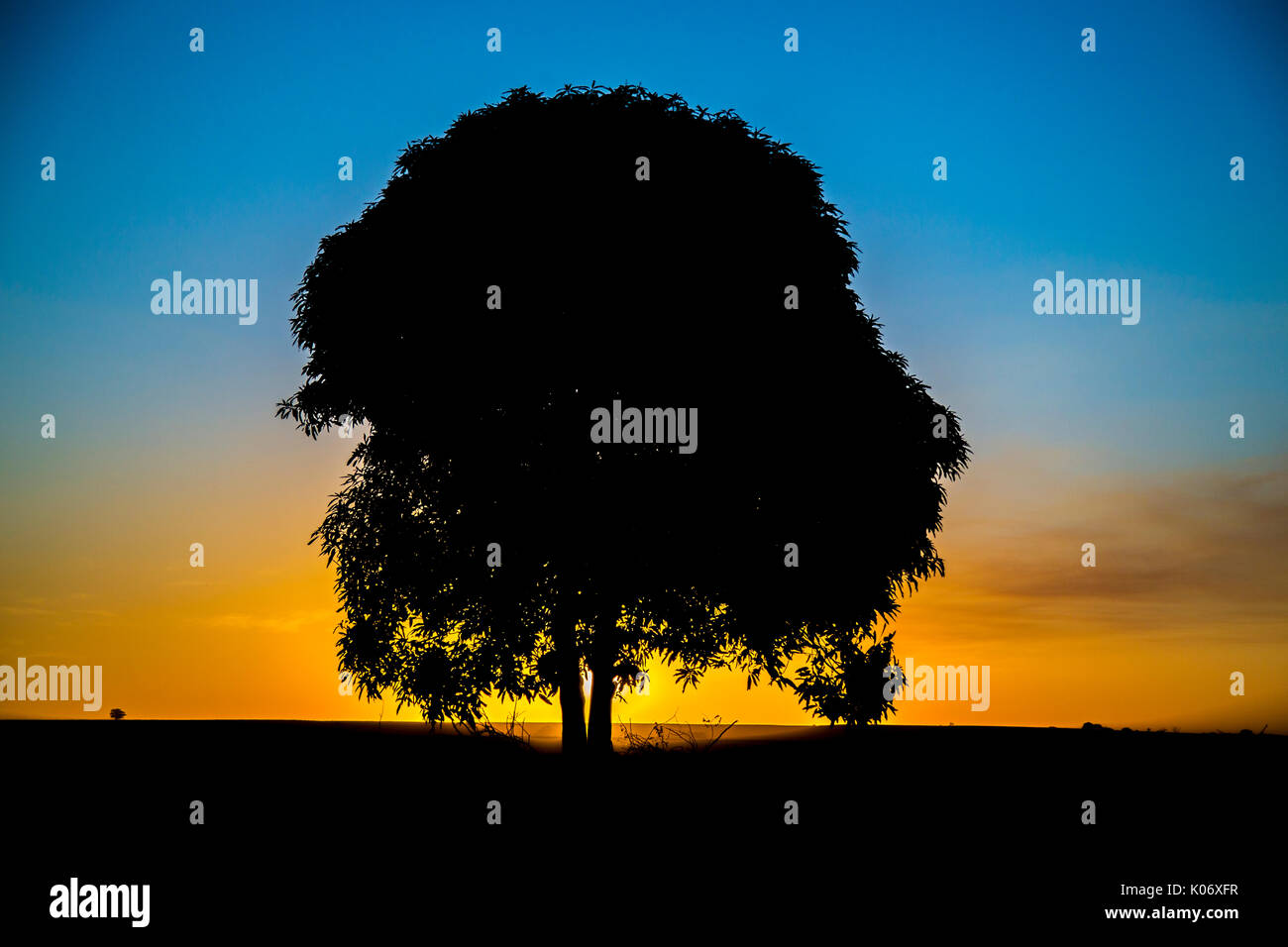 tree sunset black Stock Photo - Alamy