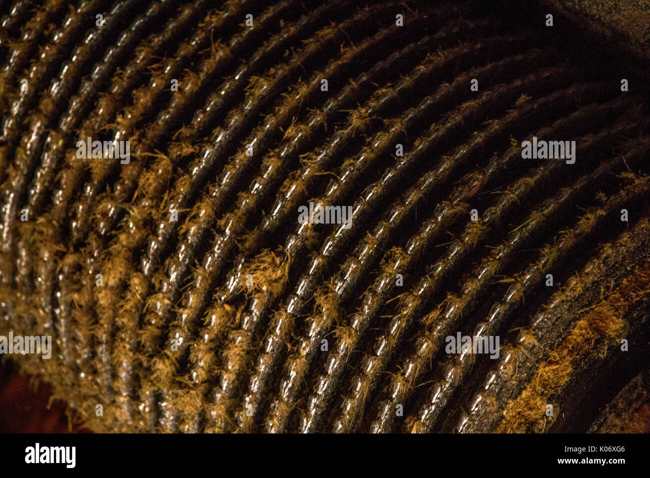 sugar cane line Stock Photo - Alamy