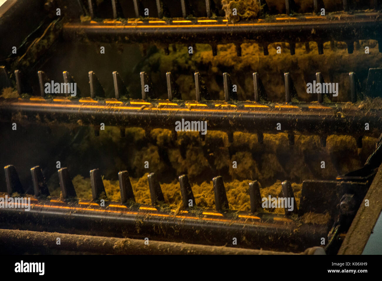sugar cane line Stock Photo - Alamy