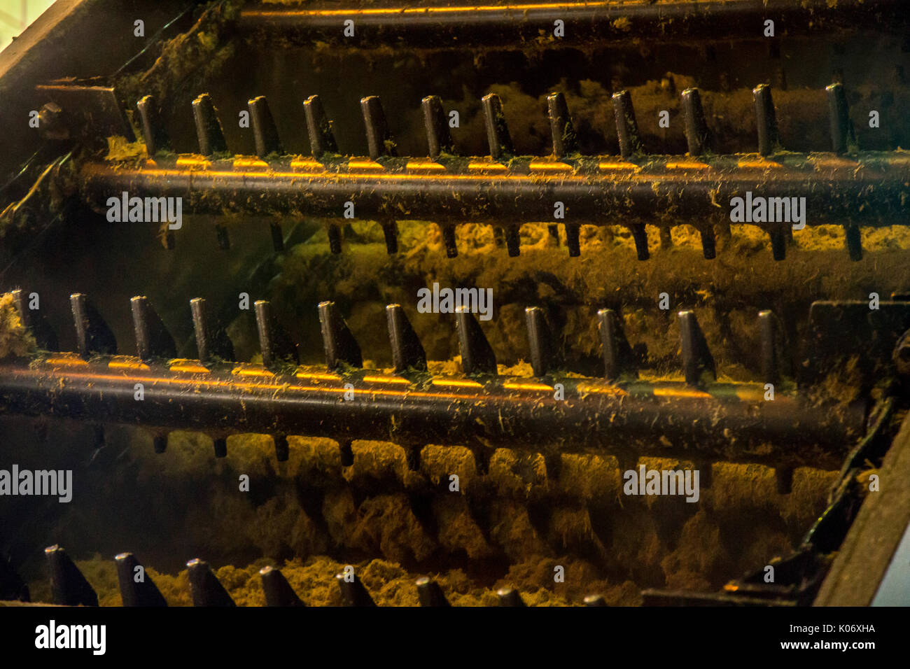 sugar cane line Stock Photo - Alamy