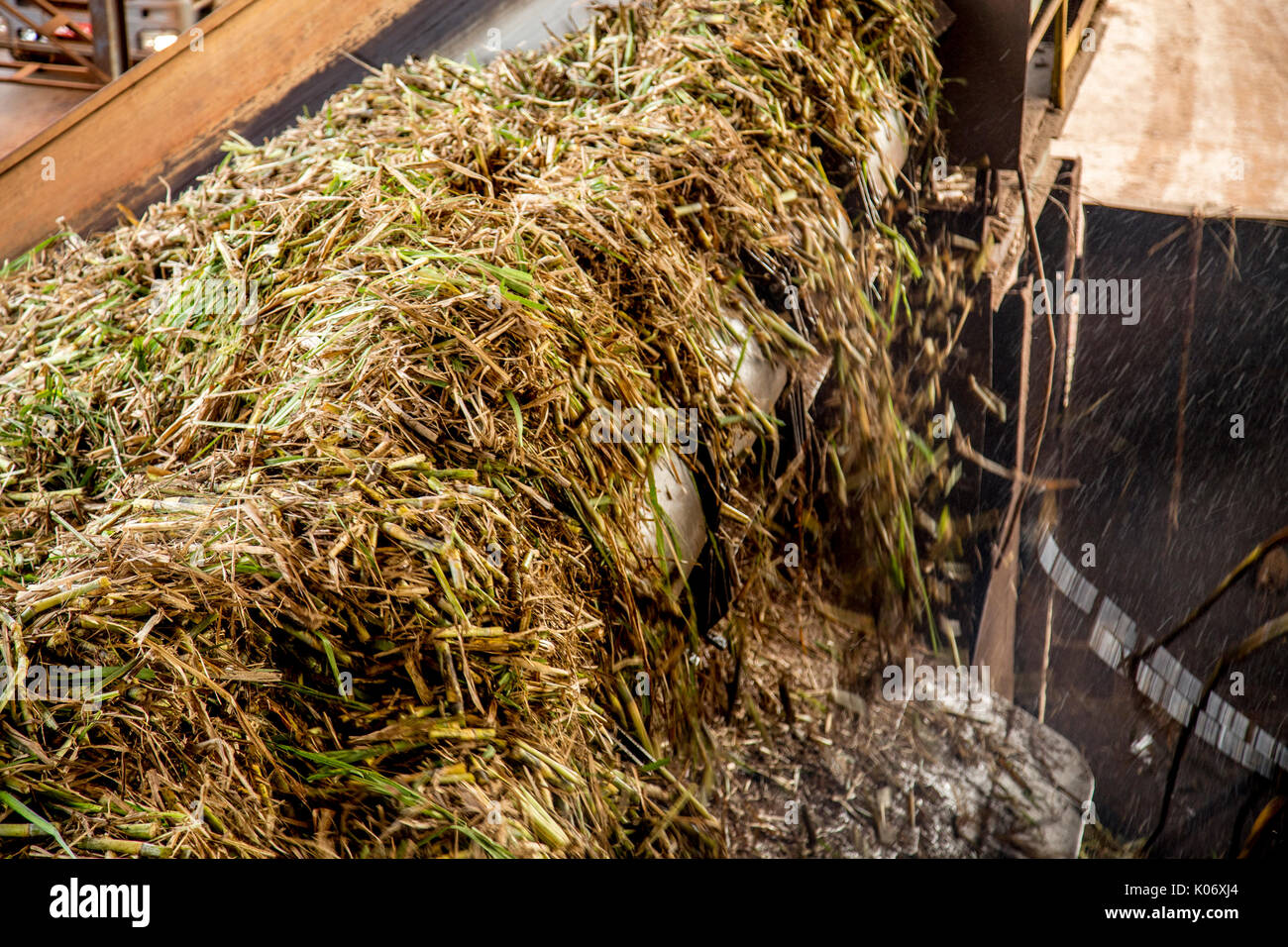 sugar cane line Stock Photo - Alamy