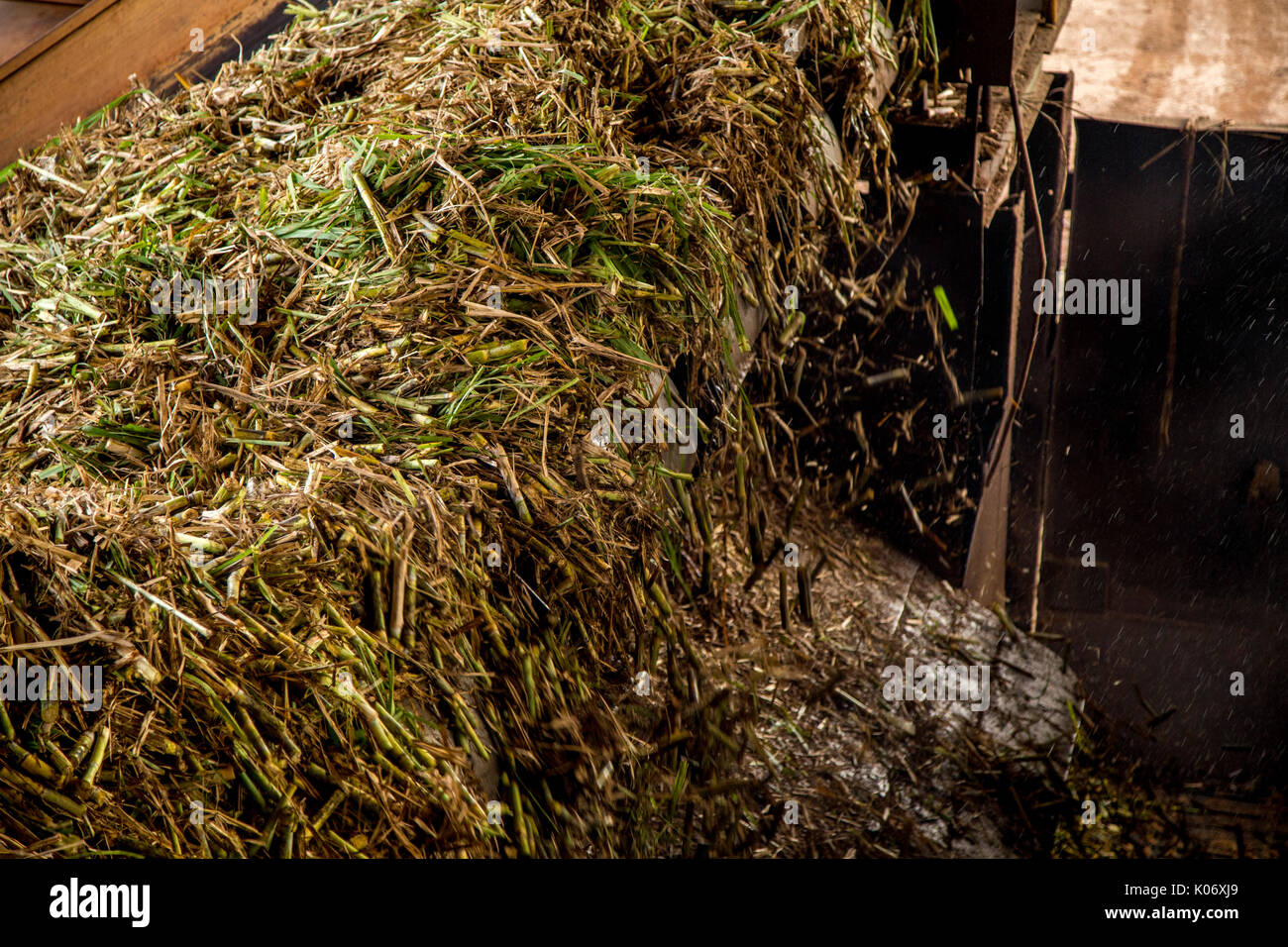 sugar cane line Stock Photo - Alamy