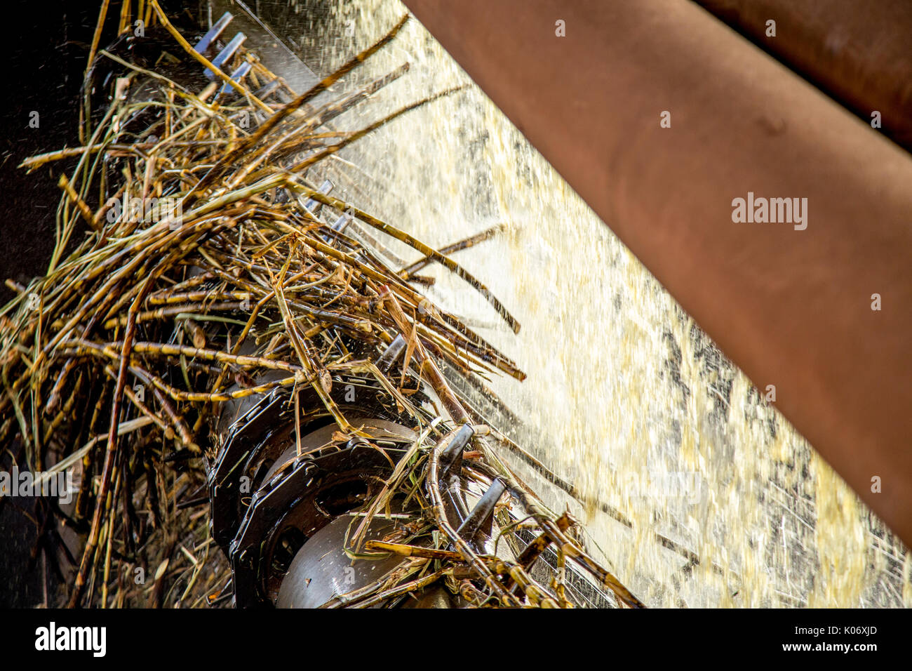 sugar cane line Stock Photo - Alamy
