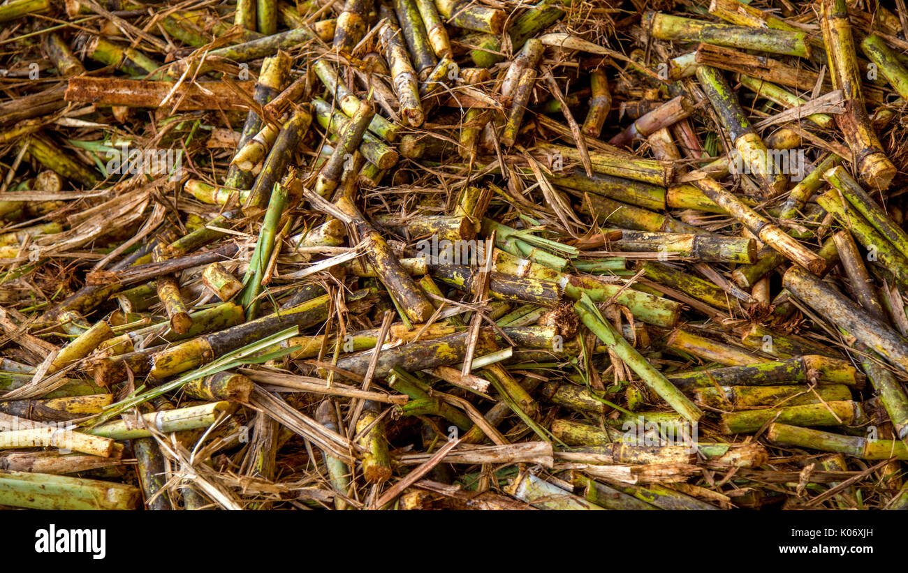 sugar cane line Stock Photo - Alamy