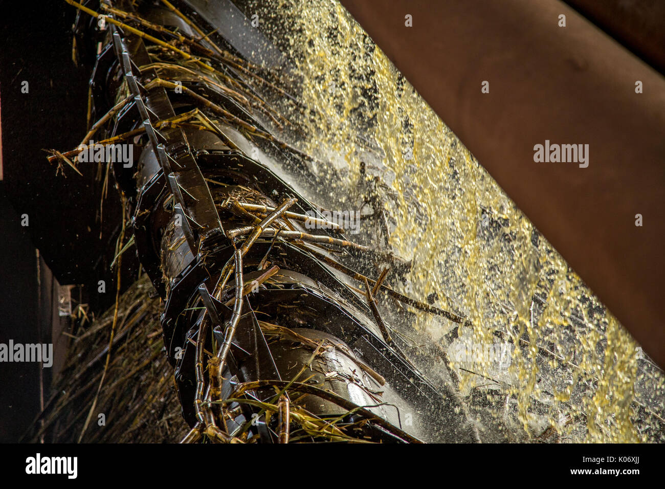 sugar cane line Stock Photo - Alamy