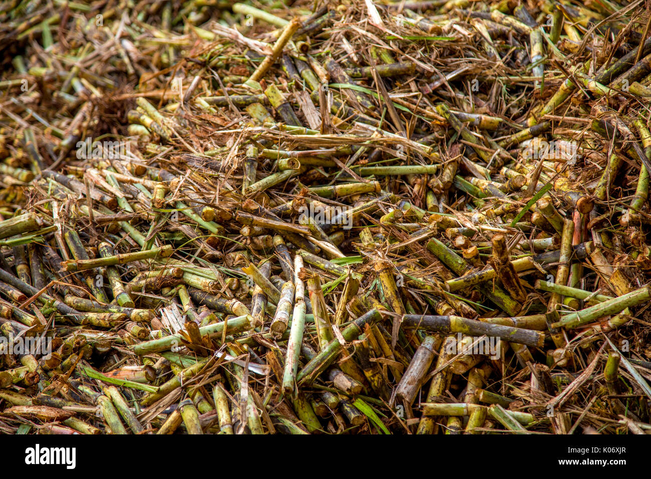 sugar cane line Stock Photo - Alamy