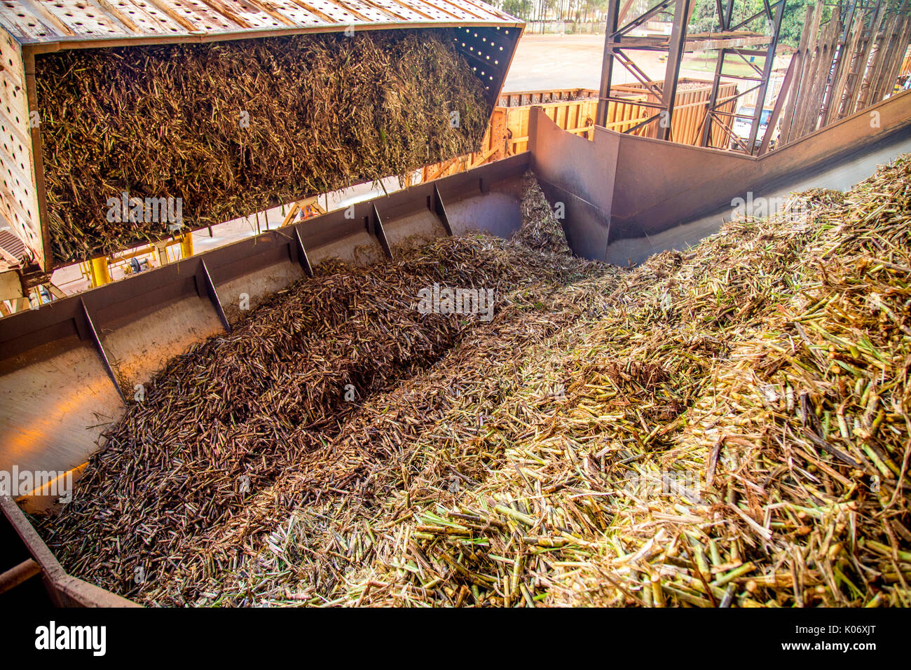 sugar cane line Stock Photo - Alamy