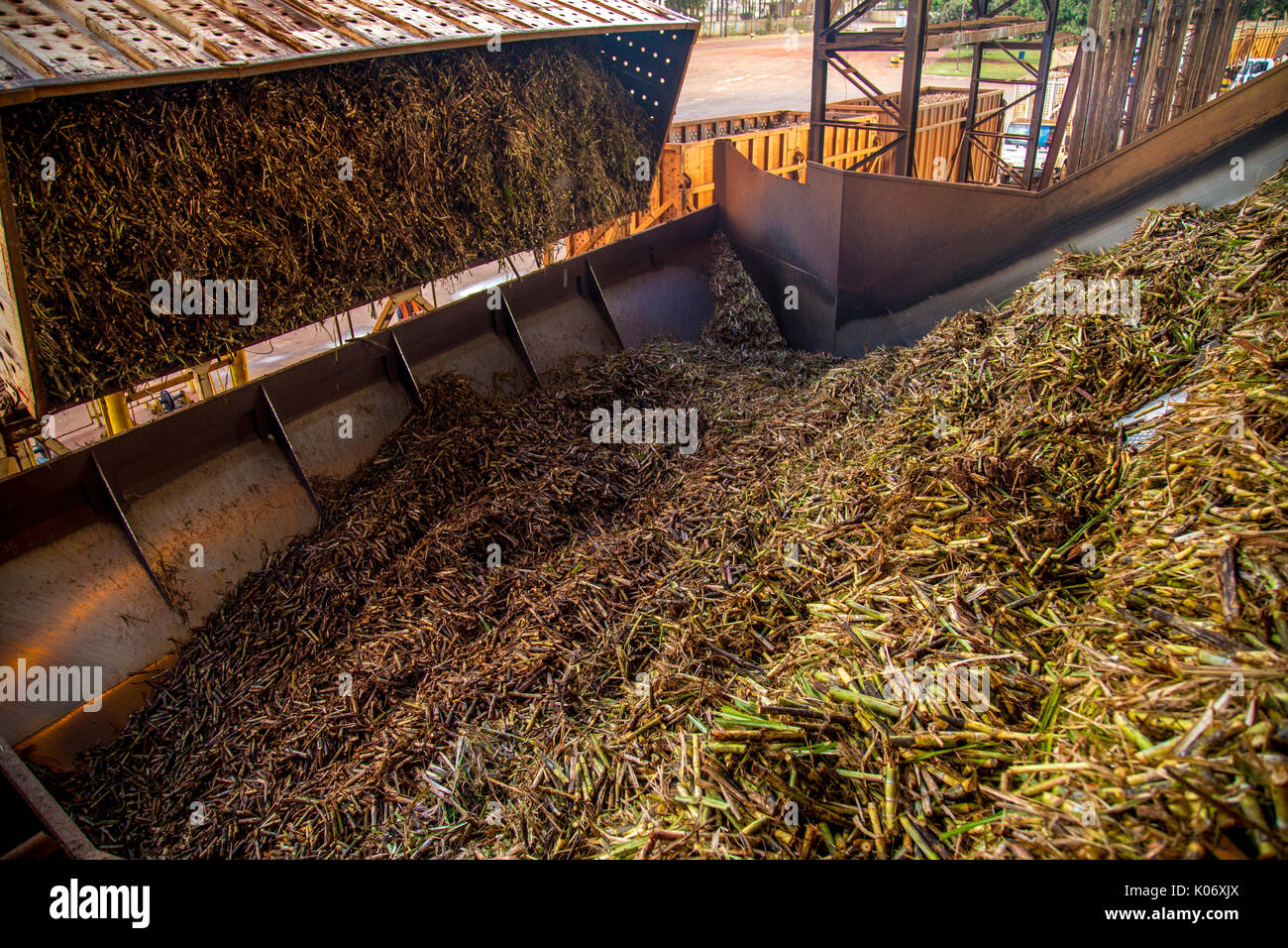 sugar cane line Stock Photo - Alamy