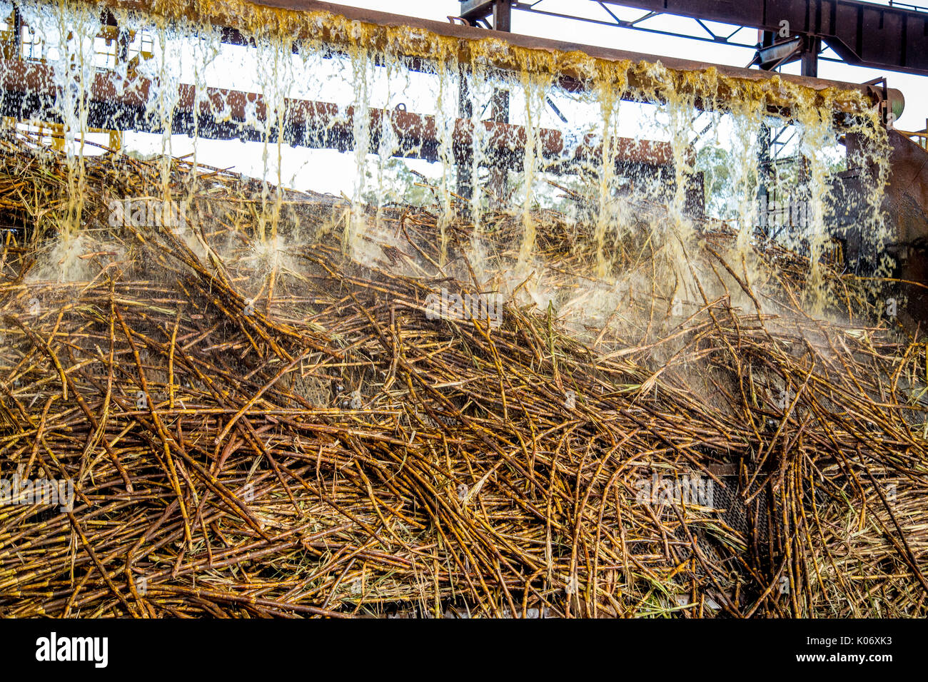 sugar cane line Stock Photo - Alamy
