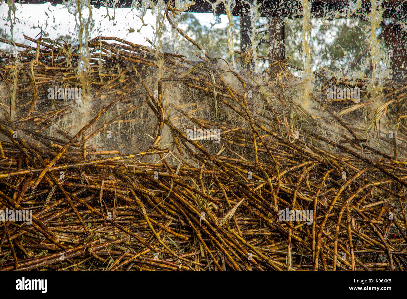 sugar cane line Stock Photo - Alamy