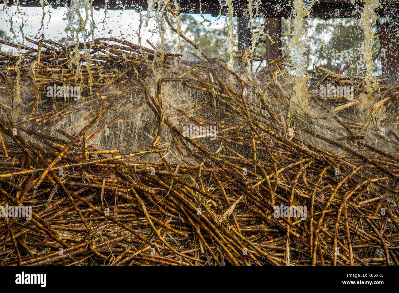 sugar cane line Stock Photo - Alamy