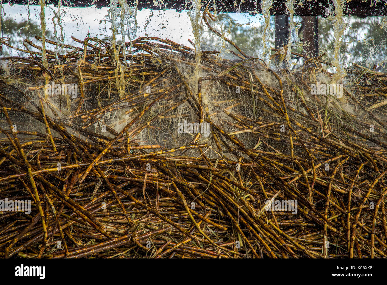 sugar cane line Stock Photo - Alamy