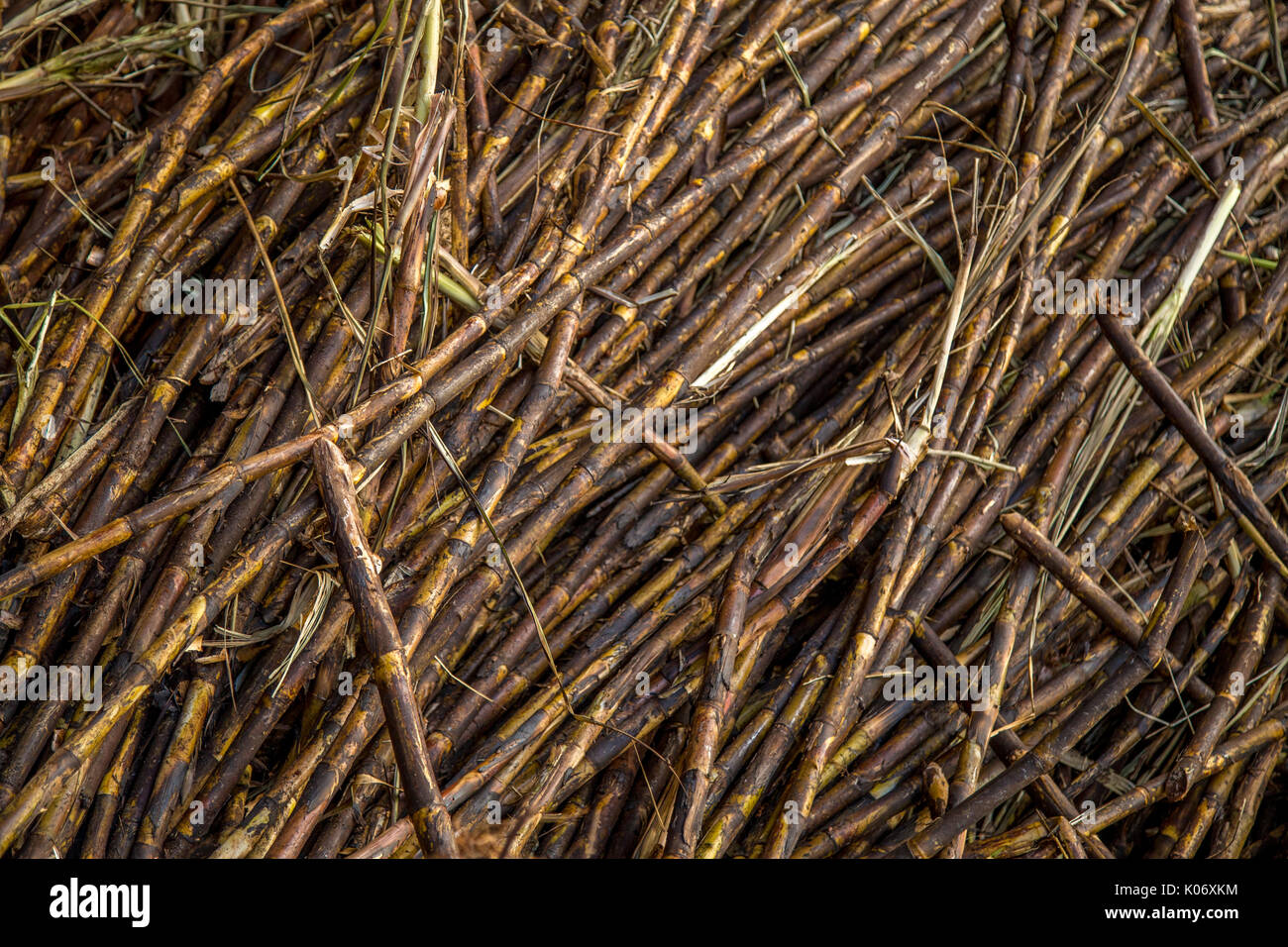 sugar cane line Stock Photo - Alamy