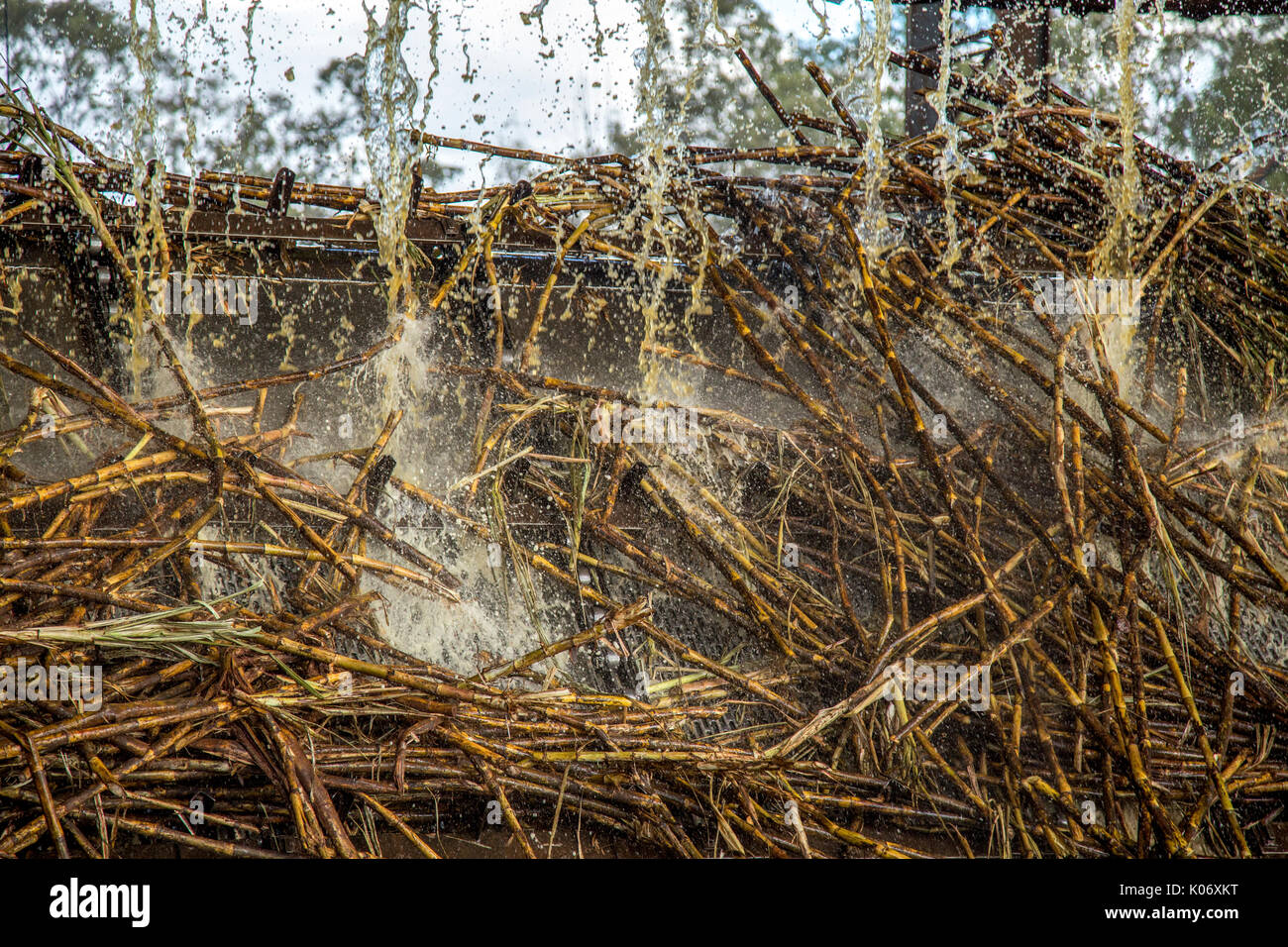 sugar cane line Stock Photo - Alamy