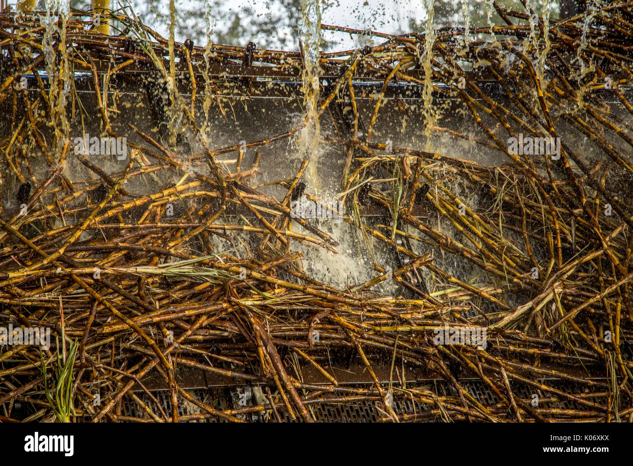 sugar cane line Stock Photo - Alamy