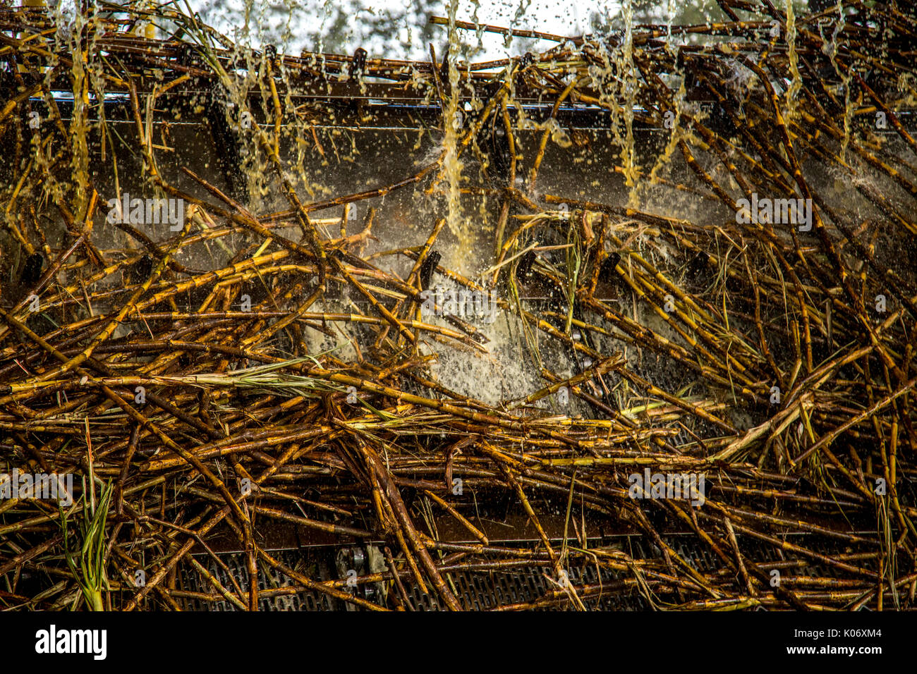 sugar cane line Stock Photo - Alamy