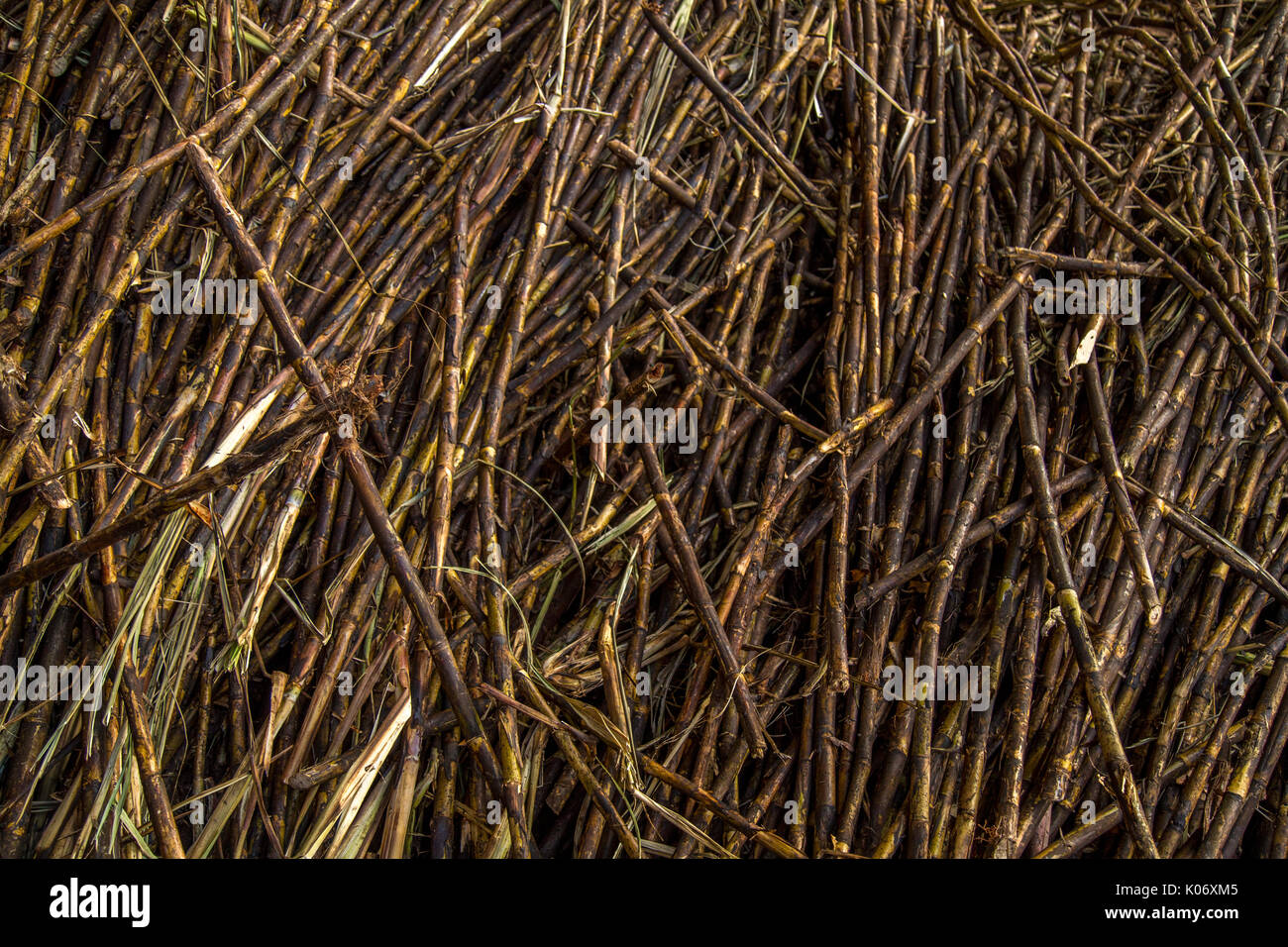 sugar cane line Stock Photo - Alamy