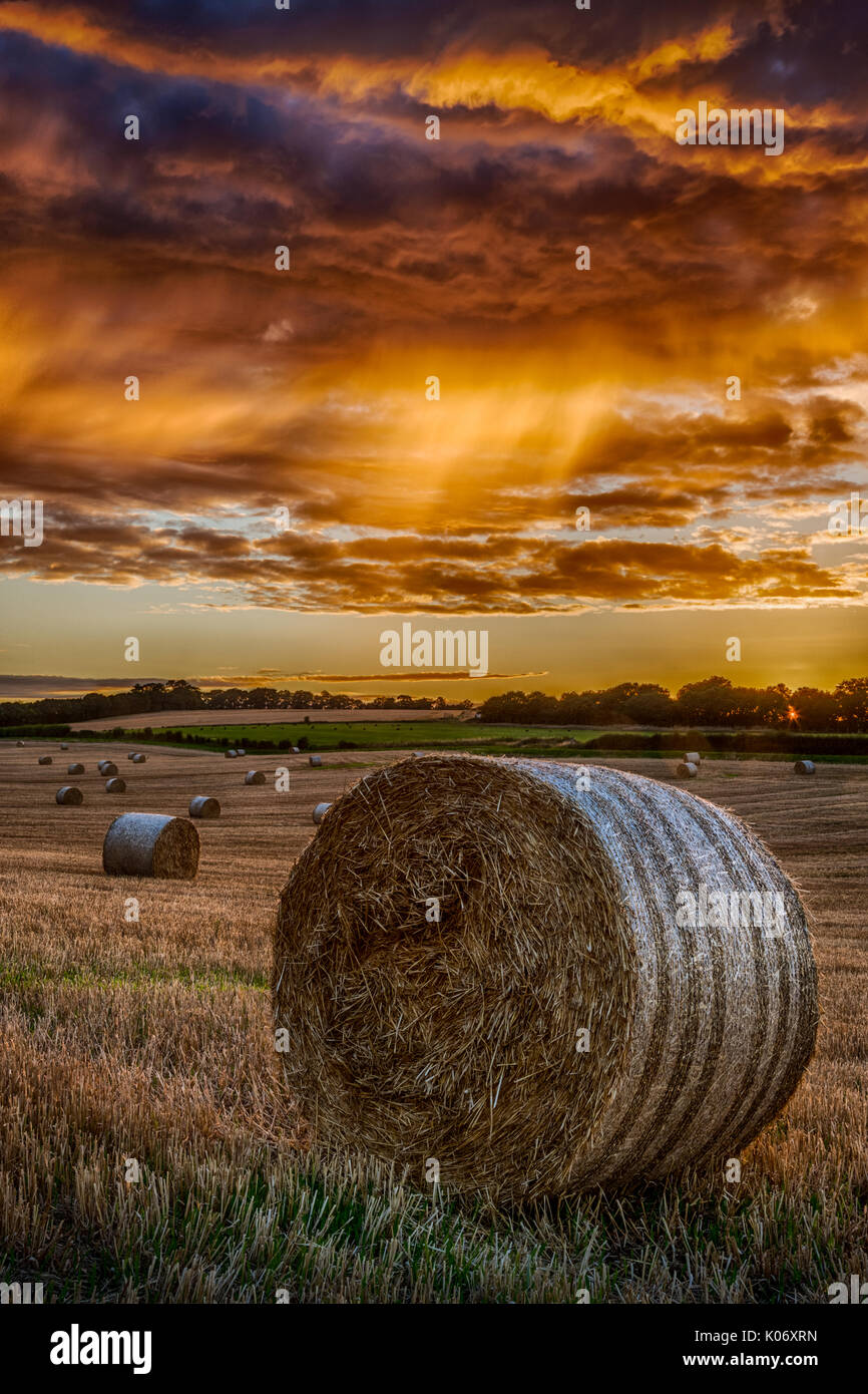 Field of round straw bales in a stormy sunset, Hertfordshire, England ...