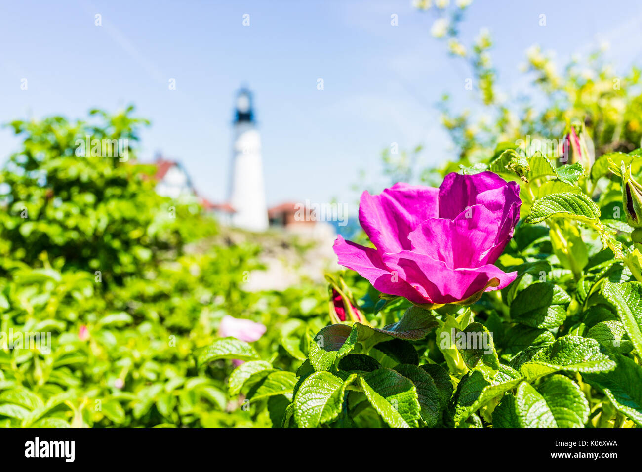 Pink rugosa rose hi-res stock photography and images - Alamy