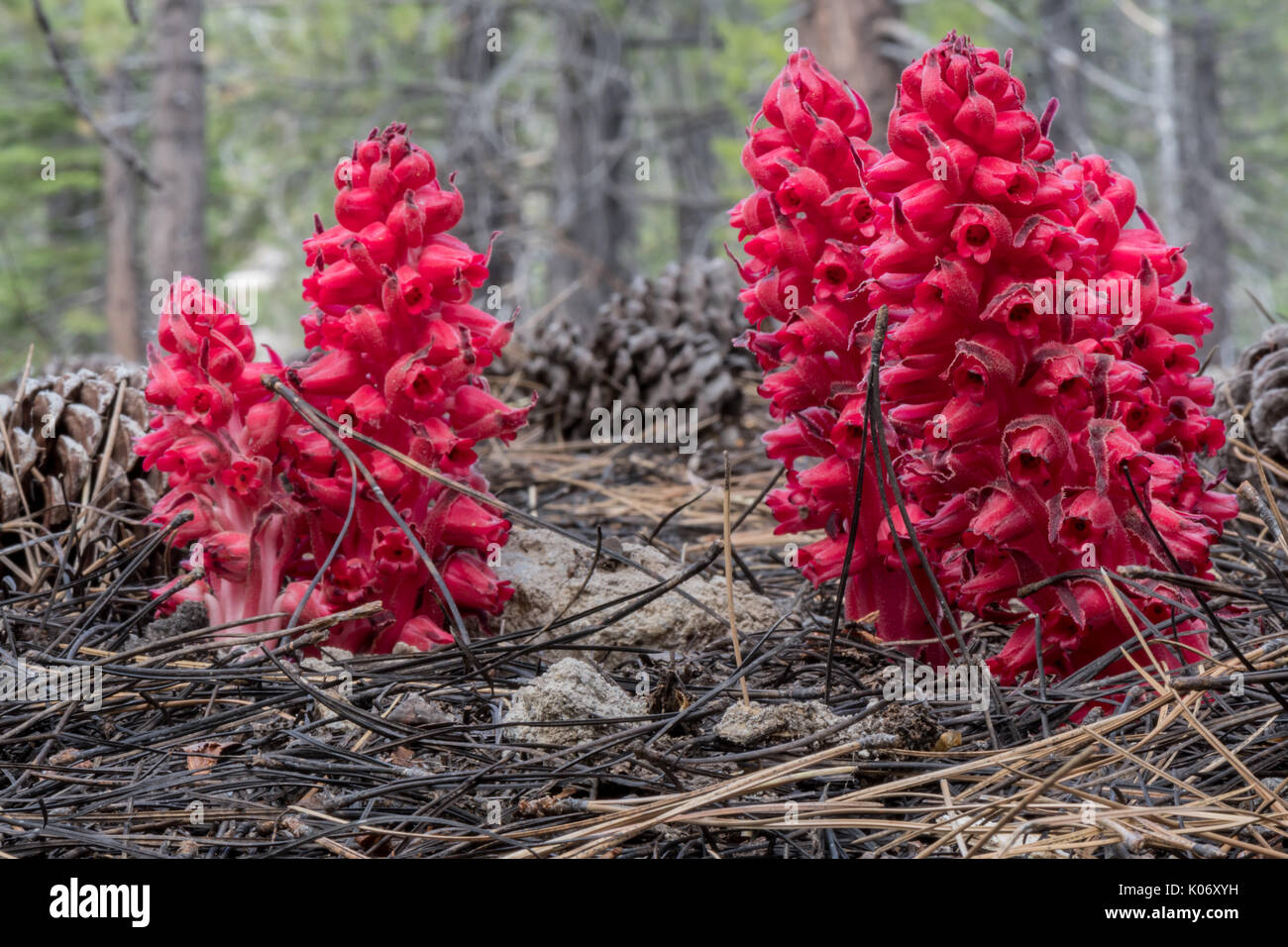 Red Fungus Grows in Pine Needle Undergrowth right after snow finishes ...