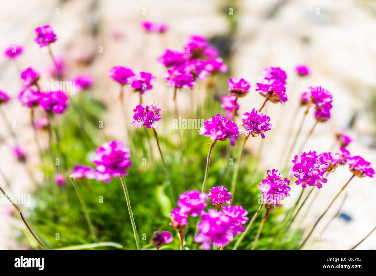 Closeup of tiny pink verbena flowers on tall stems with rock background ...