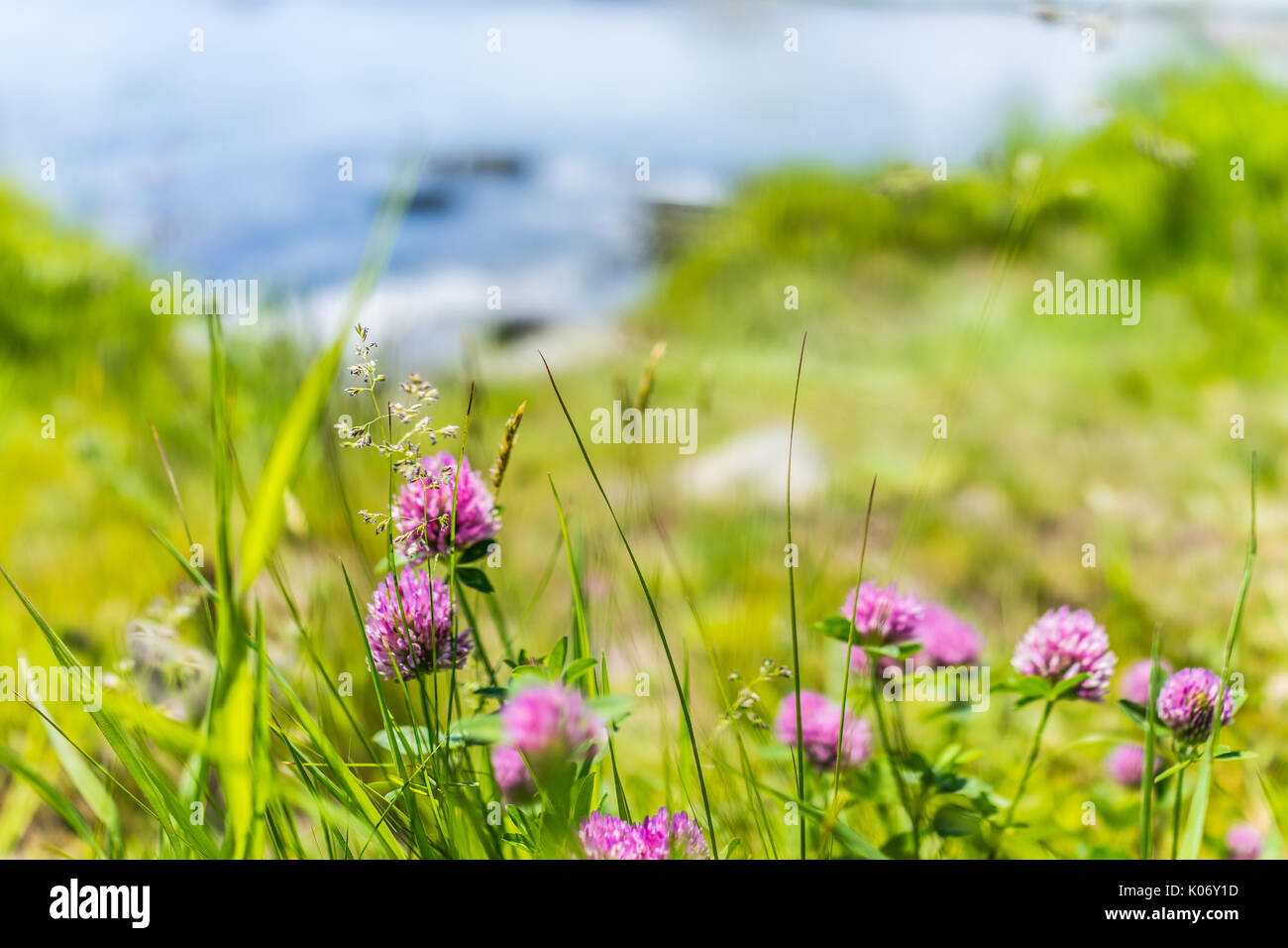 Macro closeup of pink clover flowers on Maine coast with bokeh Stock ...