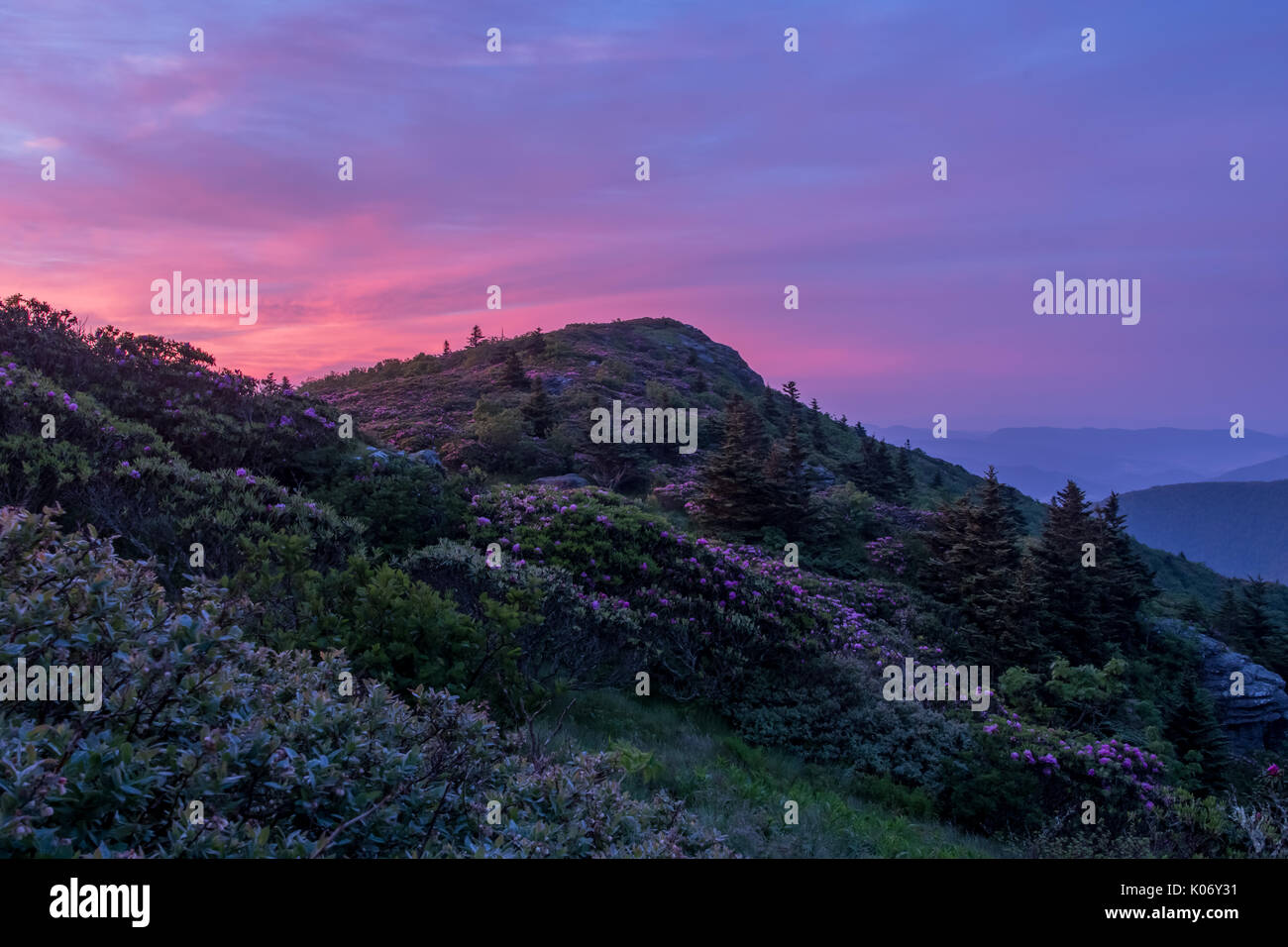 June bloom hi-res stock photography and images - Alamy