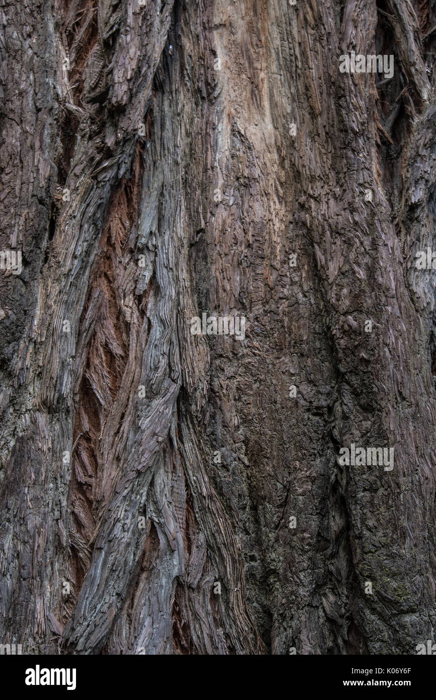 Rough Redwood Bark Vertical Background Image Stock Photo - Alamy