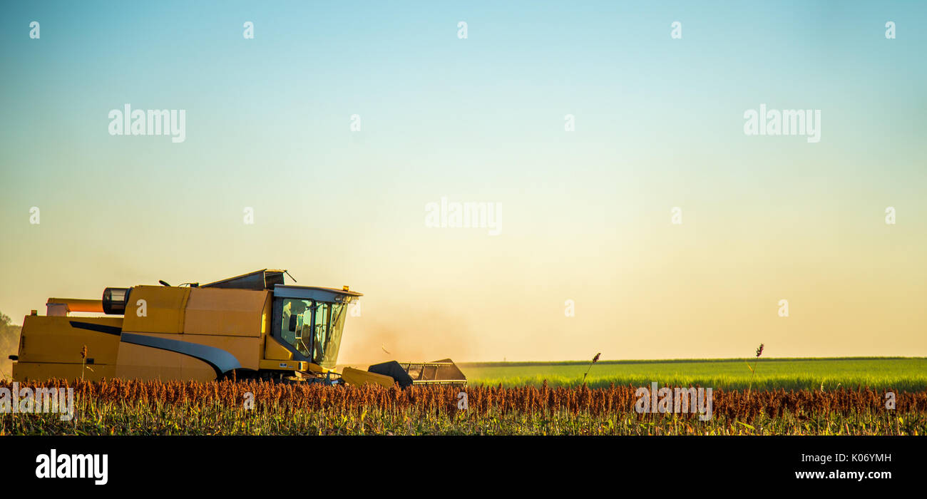 Harvest sorghum planting Stock Photo - Alamy
