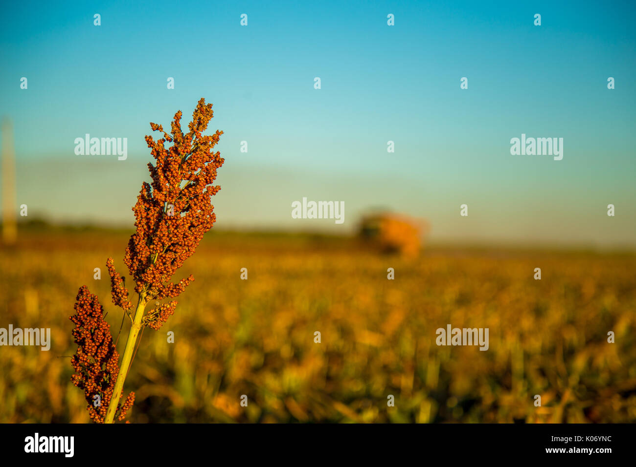 Harvest sorghum planting Stock Photo - Alamy