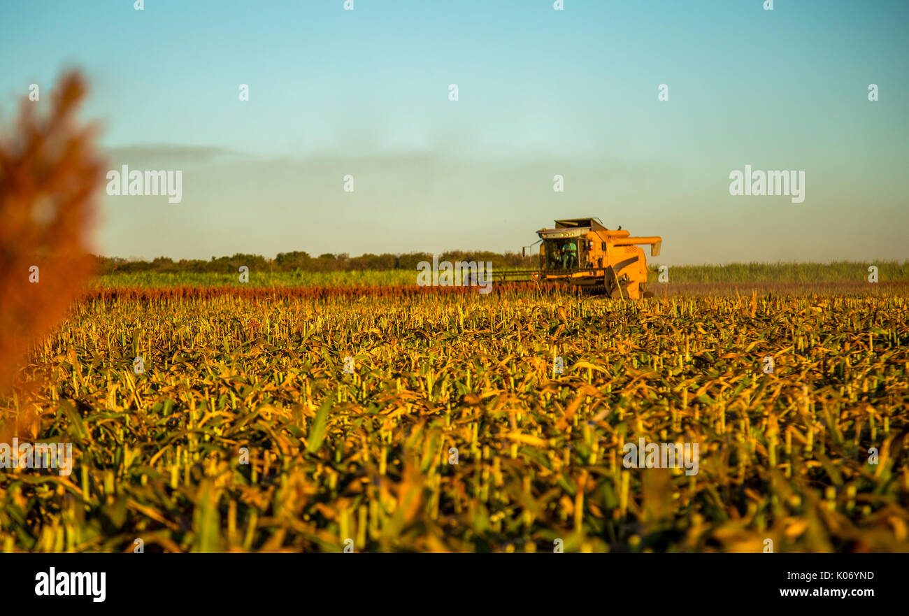 Harvest sorghum planting Stock Photo - Alamy