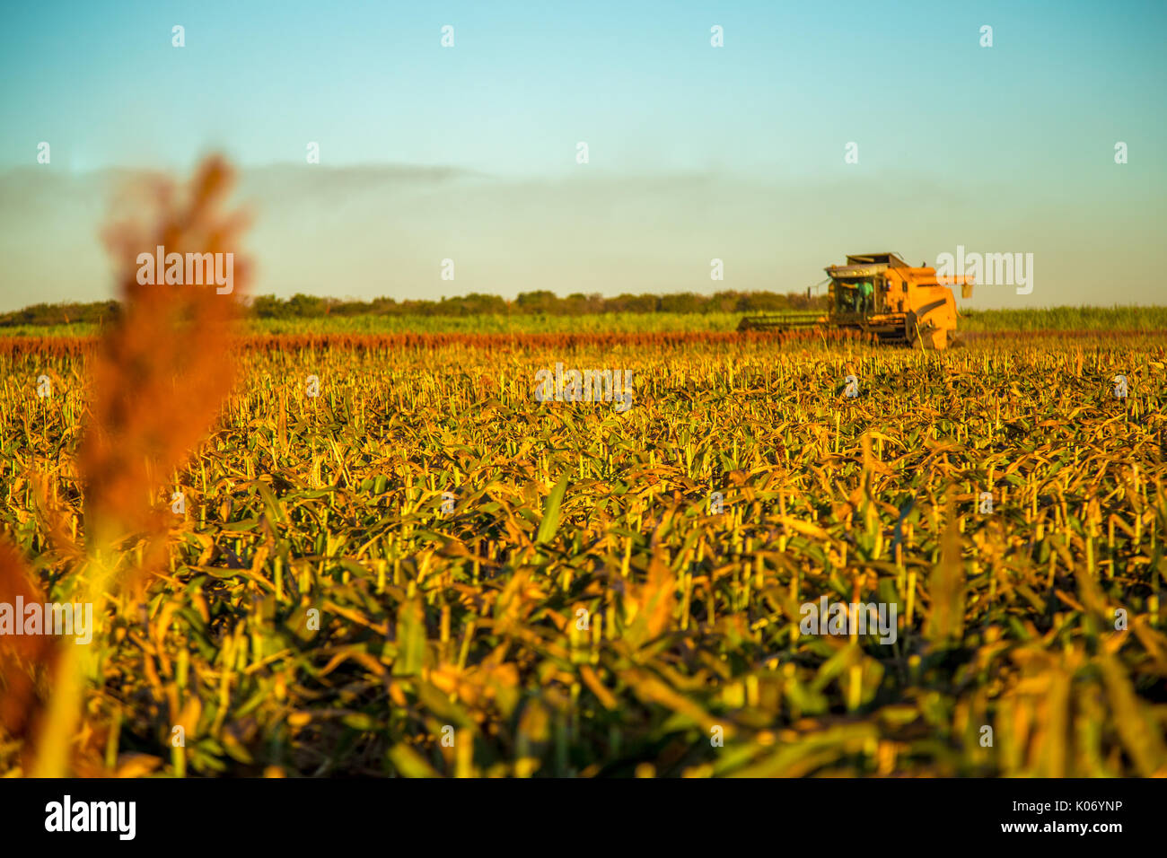 Harvest sorghum planting Stock Photo - Alamy