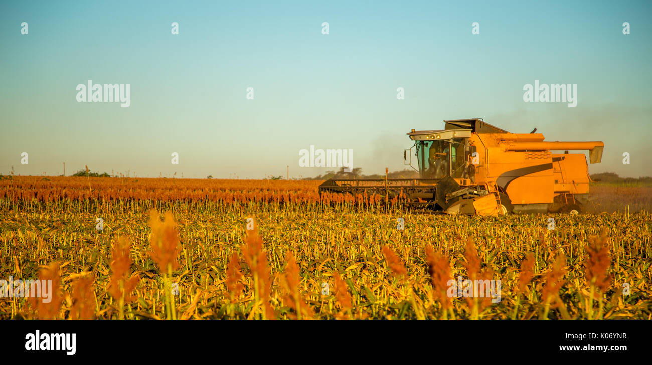 Harvest sorghum planting Stock Photo - Alamy