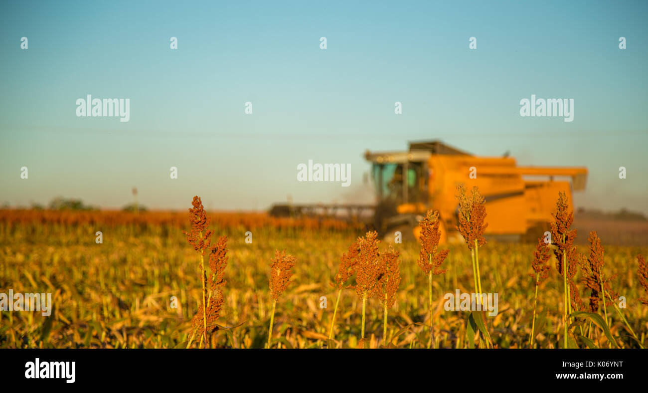 Harvest sorghum planting Stock Photo - Alamy