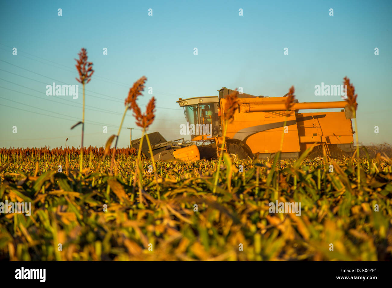 Harvest sorghum planting Stock Photo - Alamy