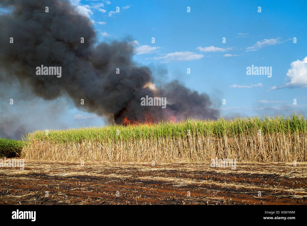 sugar cane plantation and fire Stock Photo - Alamy